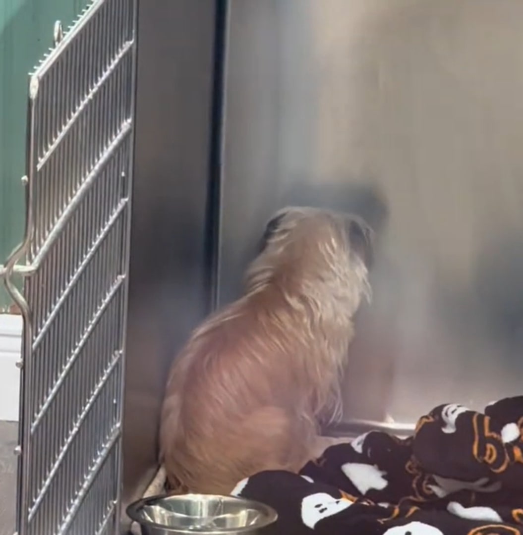 Dog's Heartbreaking Ritual in Shelter Will Leave You Speechless