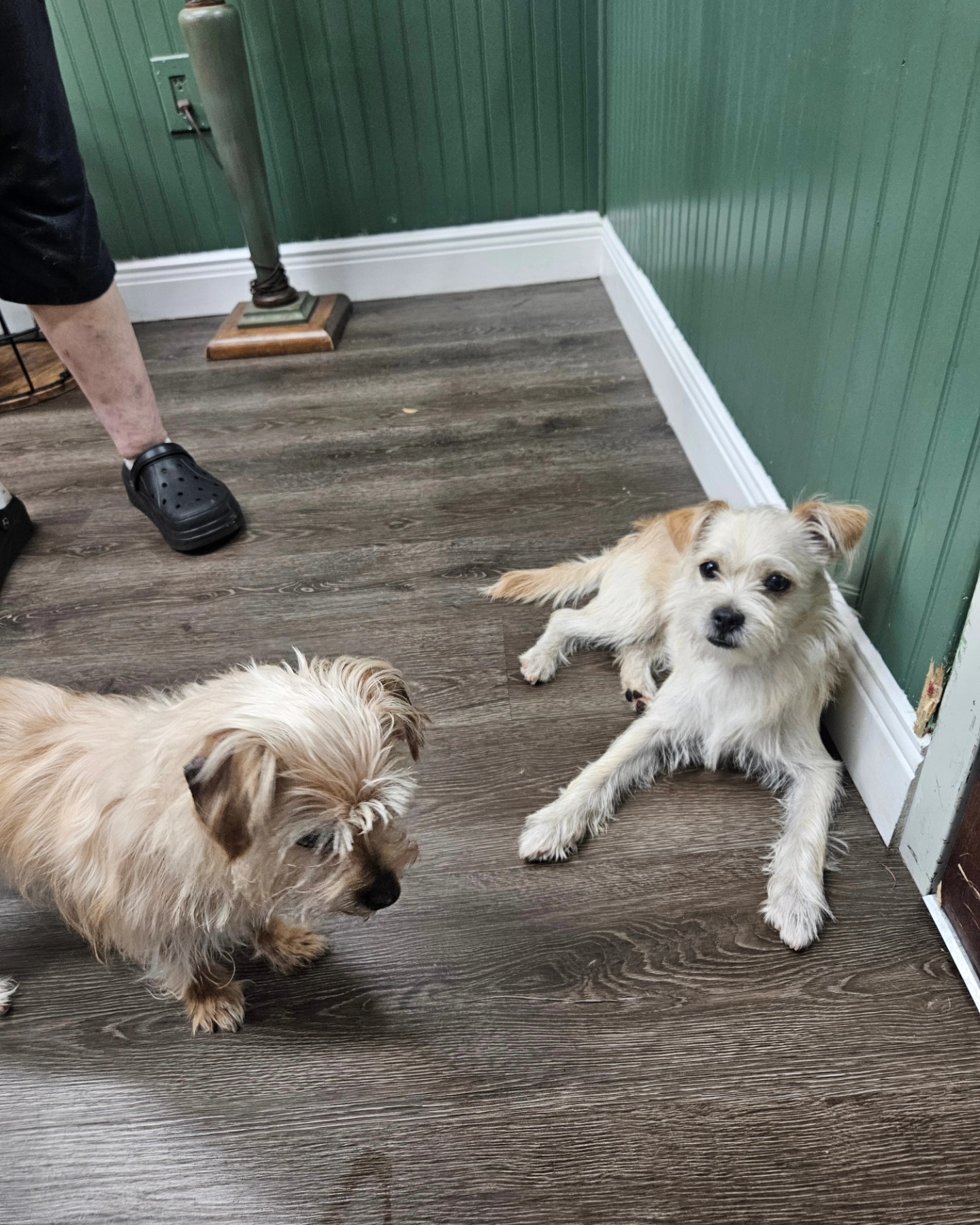 Dog's Heartbreaking Ritual in Shelter Will Leave You Speechless