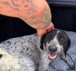Fate Intervenes: The Stray Dog's Unbelievable Journey to Hope and Joy
