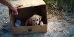 From Abandonment to Unbreakable Bond: How One Man Changed a Puppy’s ...