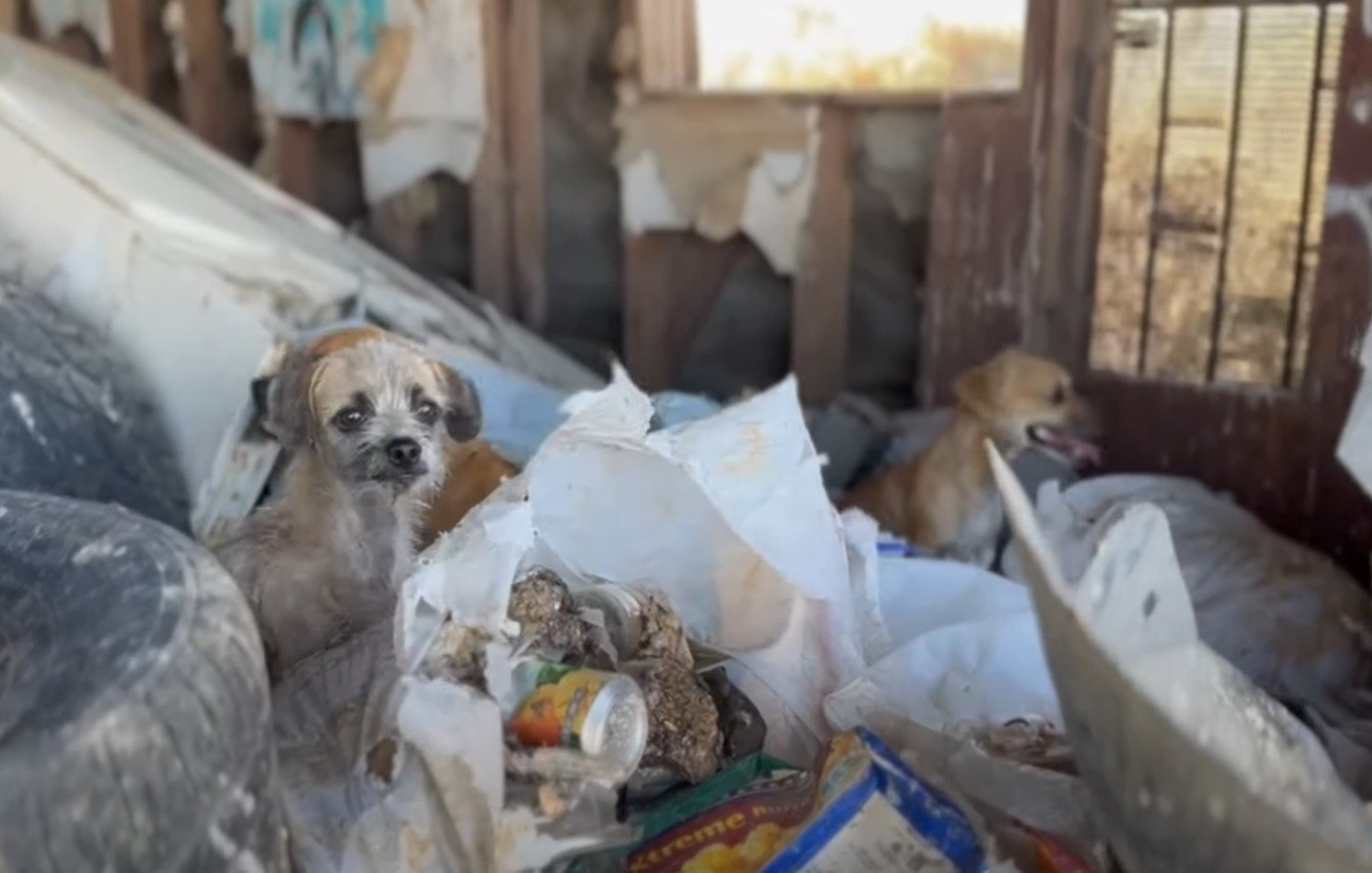 From Desert Abandonment to Rescue: The Emotional Tale of 16 Dogs