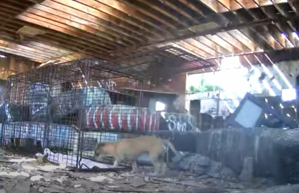 From Desert Abandonment to Rescue: The Emotional Tale of 16 Dogs