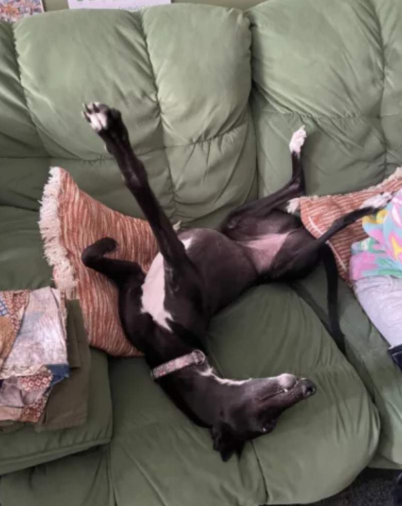 From Fear to Forever: The Transformation of a Rescued Racer Dog