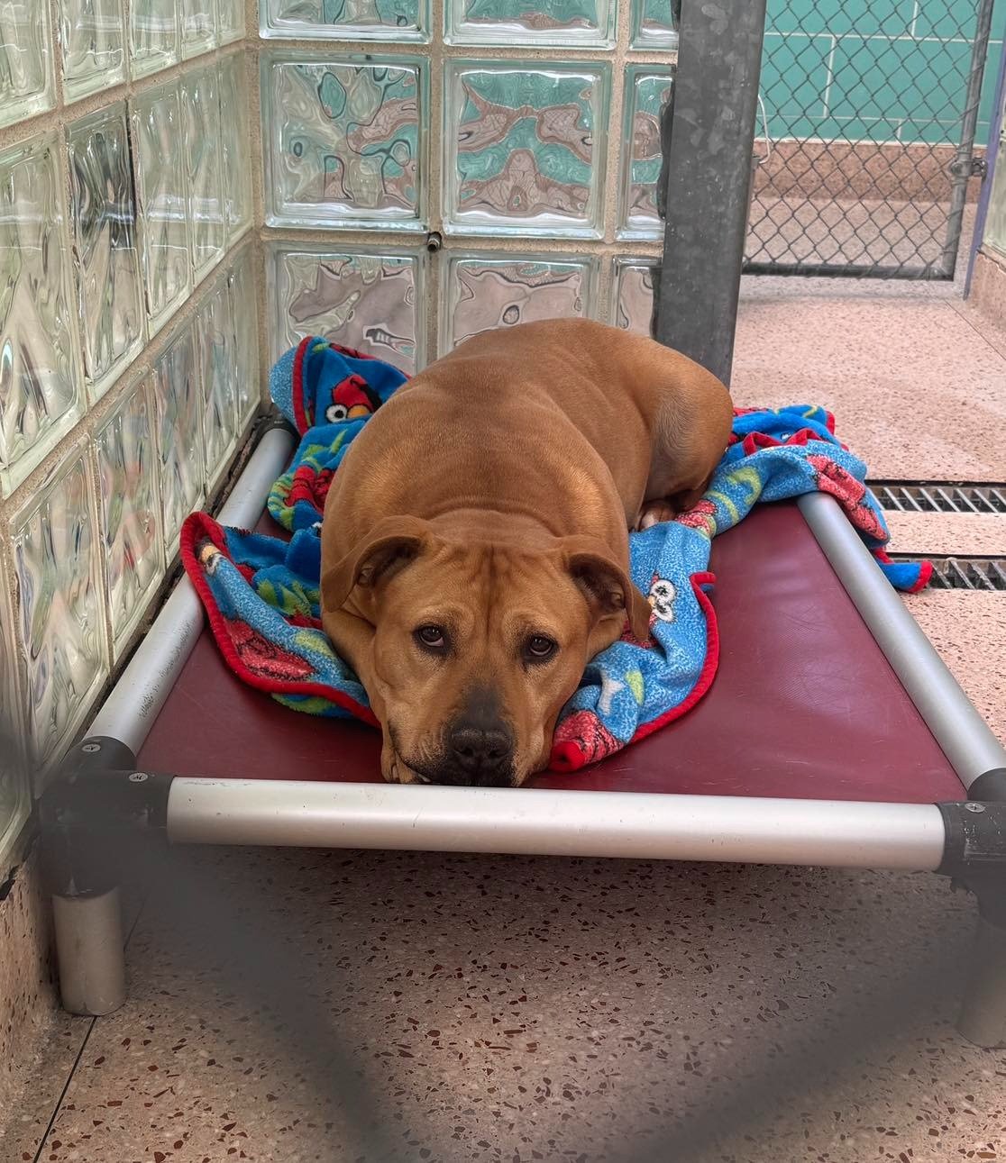 From Shadows to Sunshine: The Unseen Battle of a Resilient Dog