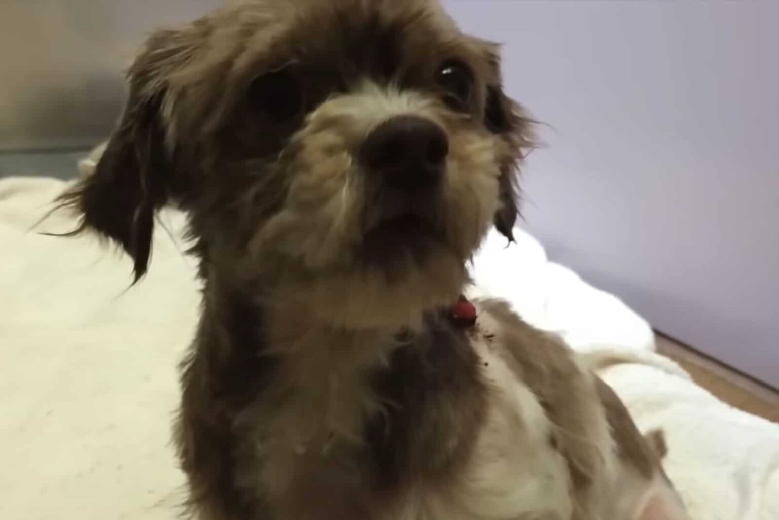 Mystery Box at Animal Shelter Reveals an Unbelievable Surprise Inside