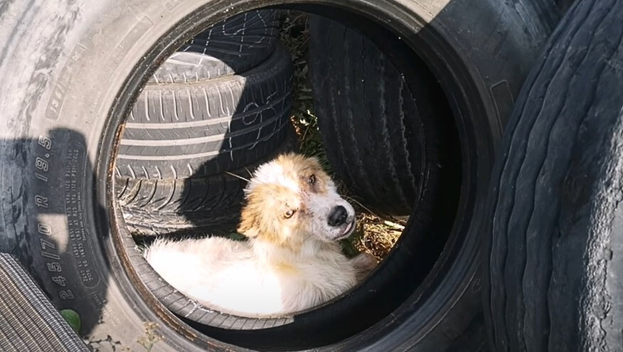 Rescued from Despair: The Unbelievable Journey of a Helpless Dog