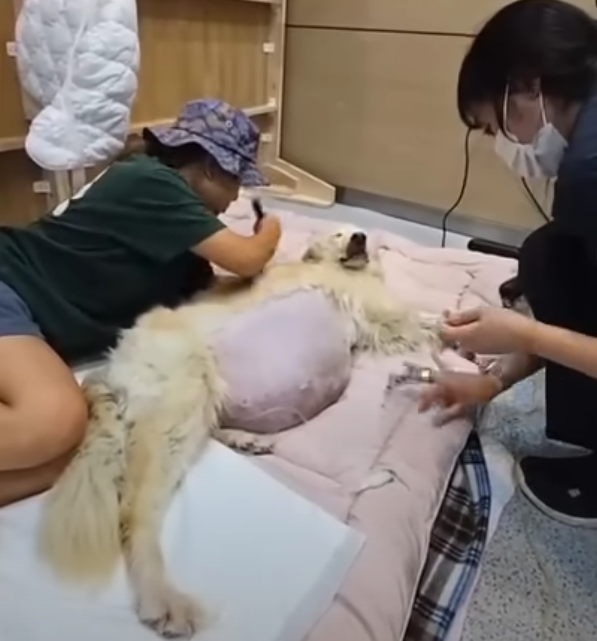 Rescuers Uncover the Heartbreaking Secret Behind a Dog's Bloated Belly
