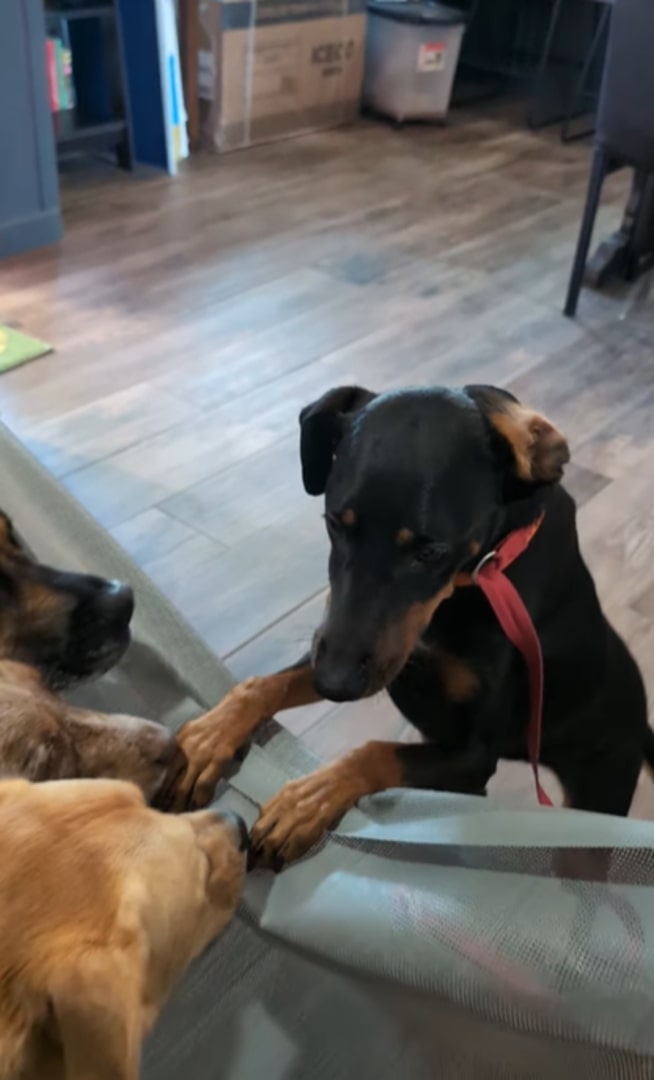 Resilient Dog's Surprising Fate: From Hope to Heartbreak and Back Again