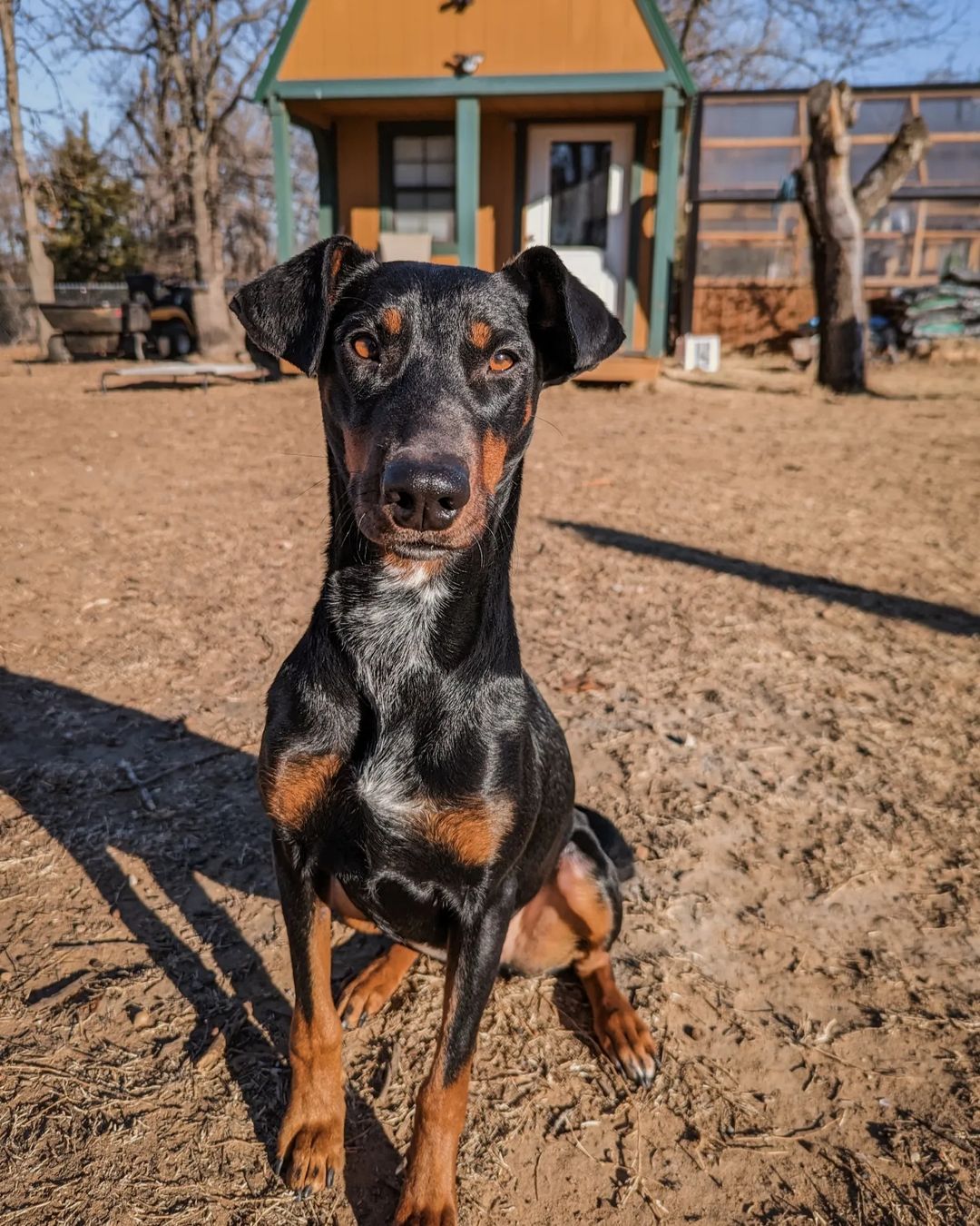 Resilient Dog's Surprising Fate: From Hope to Heartbreak and Back Again