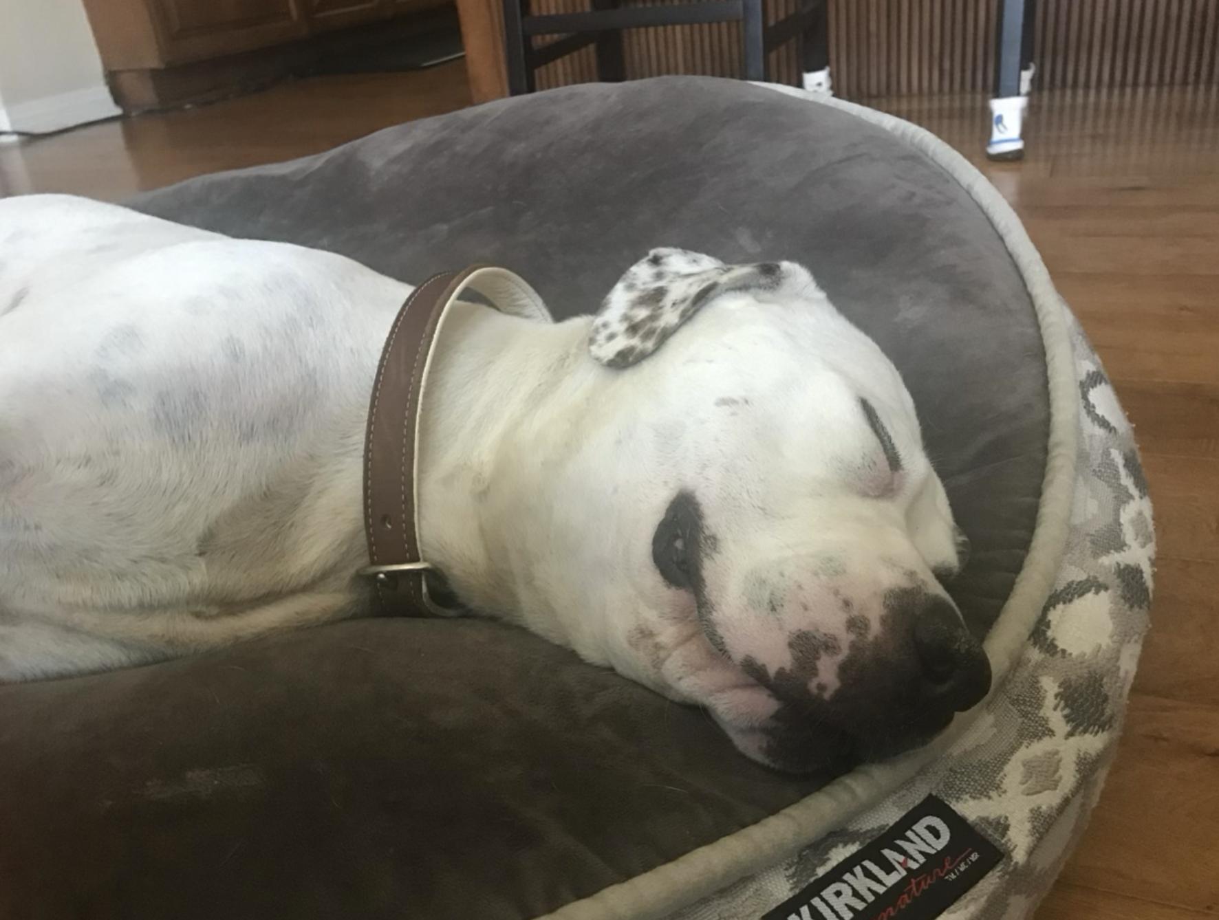 The Unbelievable Journey of a Dog on the Brink