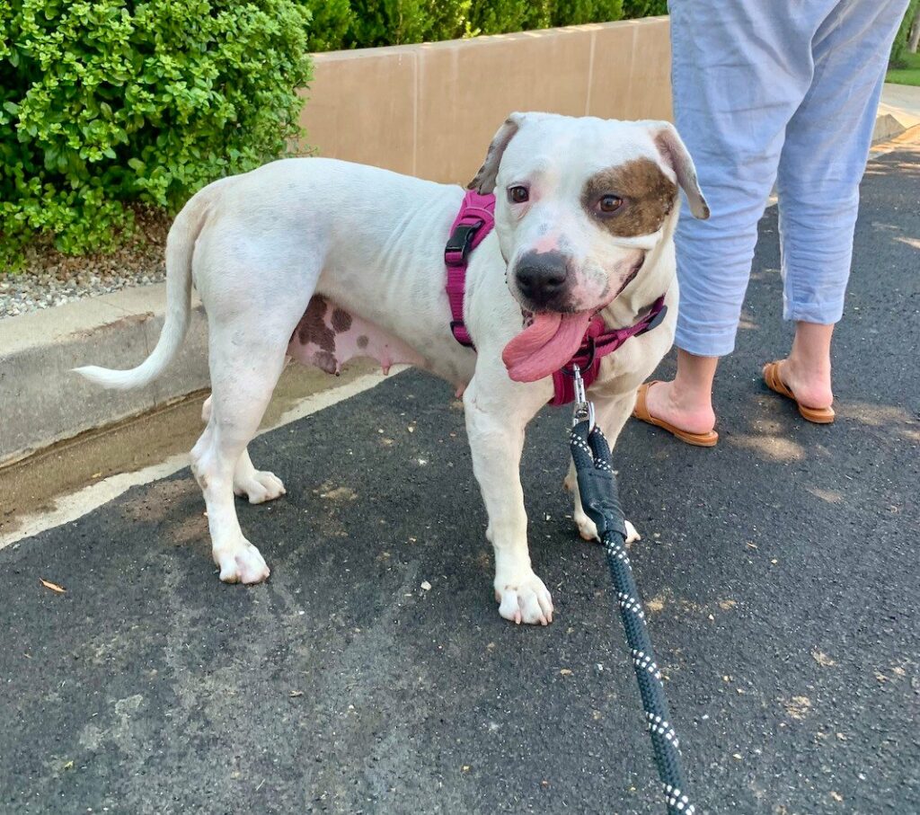 The Unbelievable Journey of a Dog on the Brink