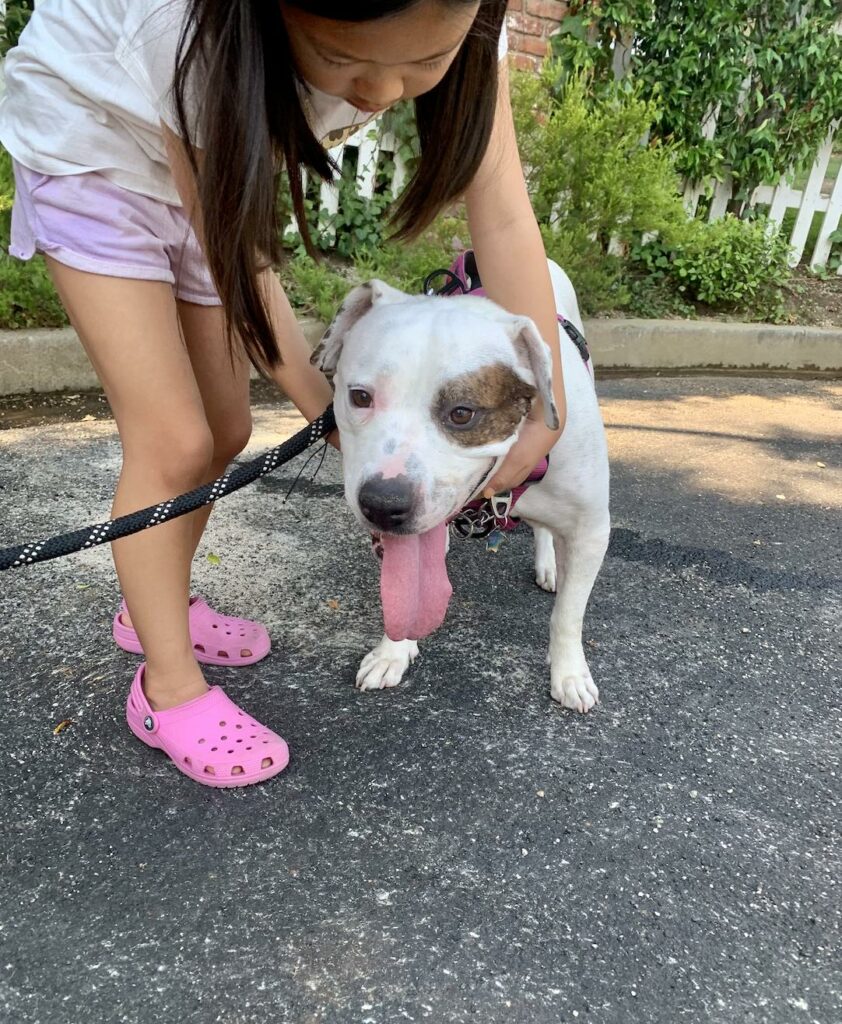 The Unbelievable Journey of a Dog on the Brink