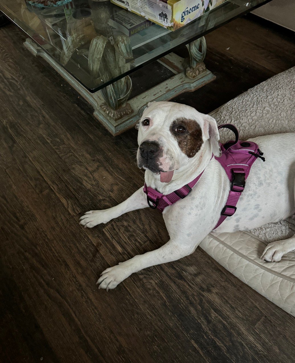 The Unbelievable Journey of a Dog on the Brink