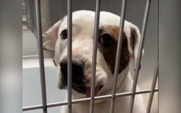 The Unbelievable Journey of a Dog on the Brink