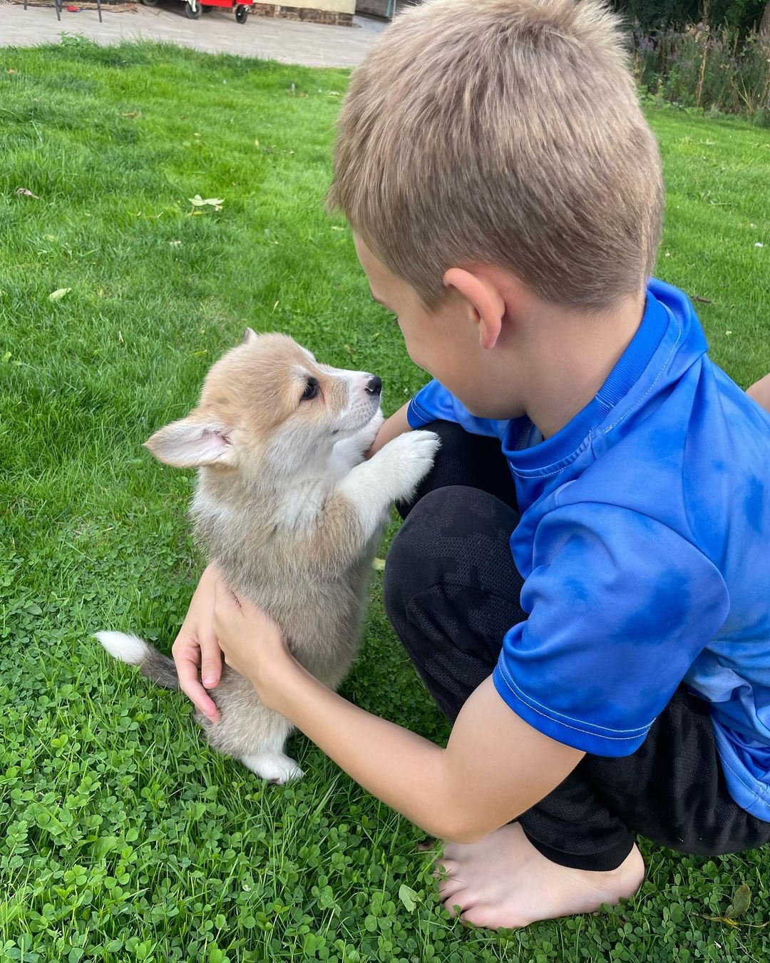 This Corgi's Daily Ritual Will Melt Your Heart