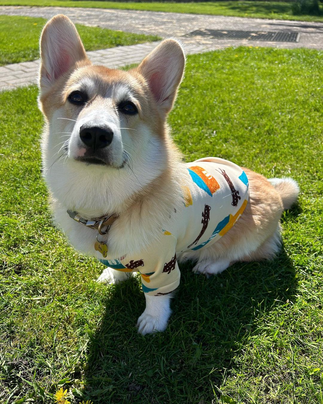 This Corgi's Daily Ritual Will Melt Your Heart