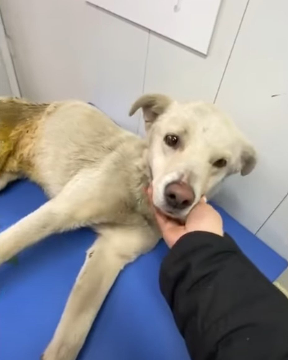 This Dog's Unbreakable Spirit Will Leave You Speechless