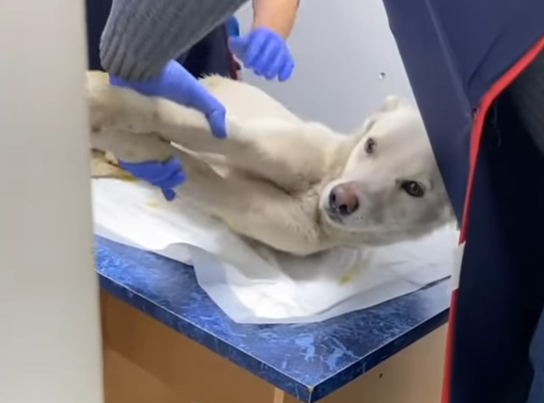This Dog's Unbreakable Spirit Will Leave You Speechless