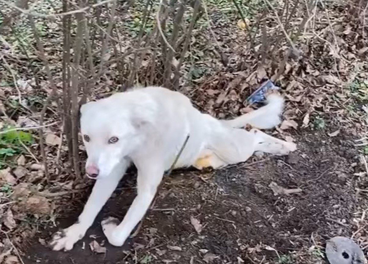 This Dog's Unbreakable Spirit Will Leave You Speechless