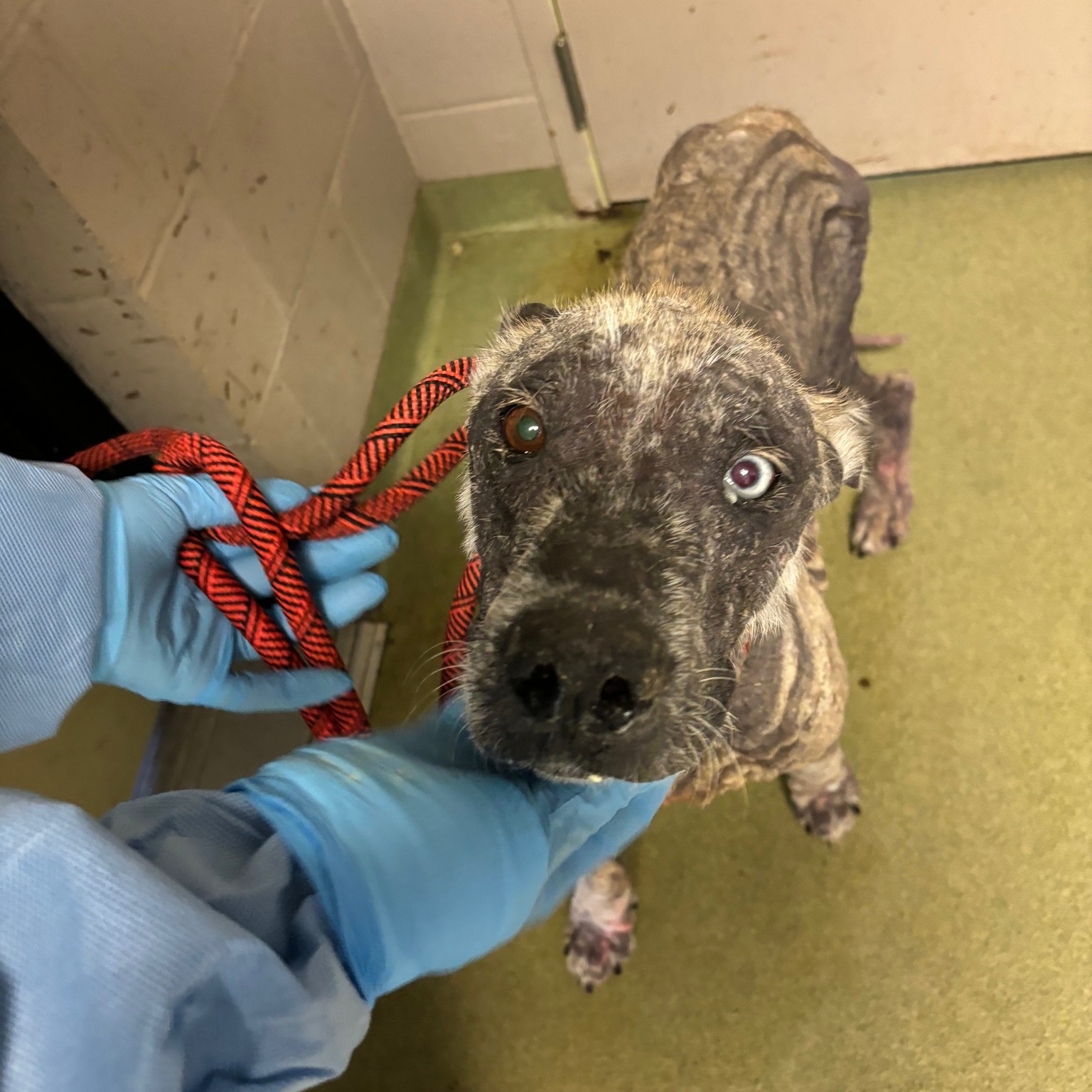 This Stone-Hearted Creature's Secret Will Leave You Speechless