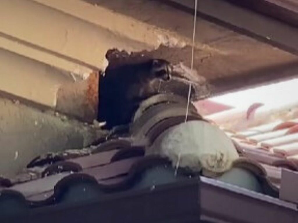 Unbelievable Discovery: Hidden Lives on the Rooftop