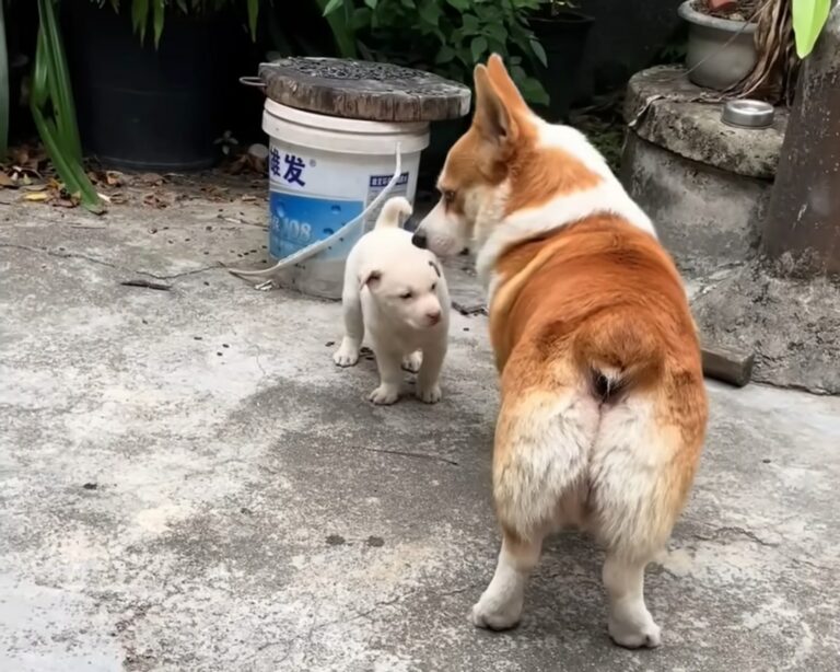 Unbelievable Mountain Encounter: A Life-Changing Discovery Awaits