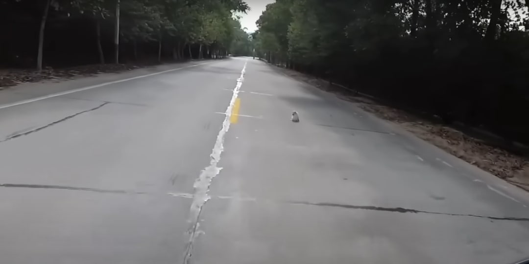 Unbelievable Mountain Encounter: A Life-Changing Discovery Awaits