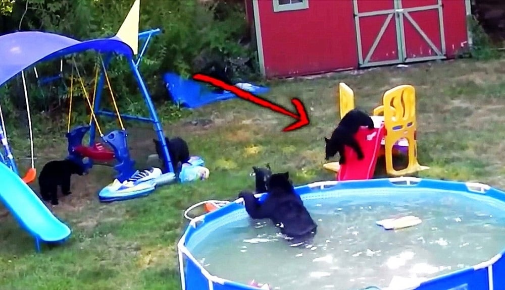 When Unexpected Guests Crash Your Pool Party