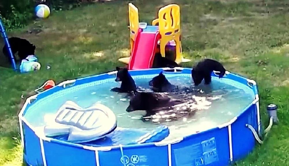 When Unexpected Guests Crash Your Pool Party