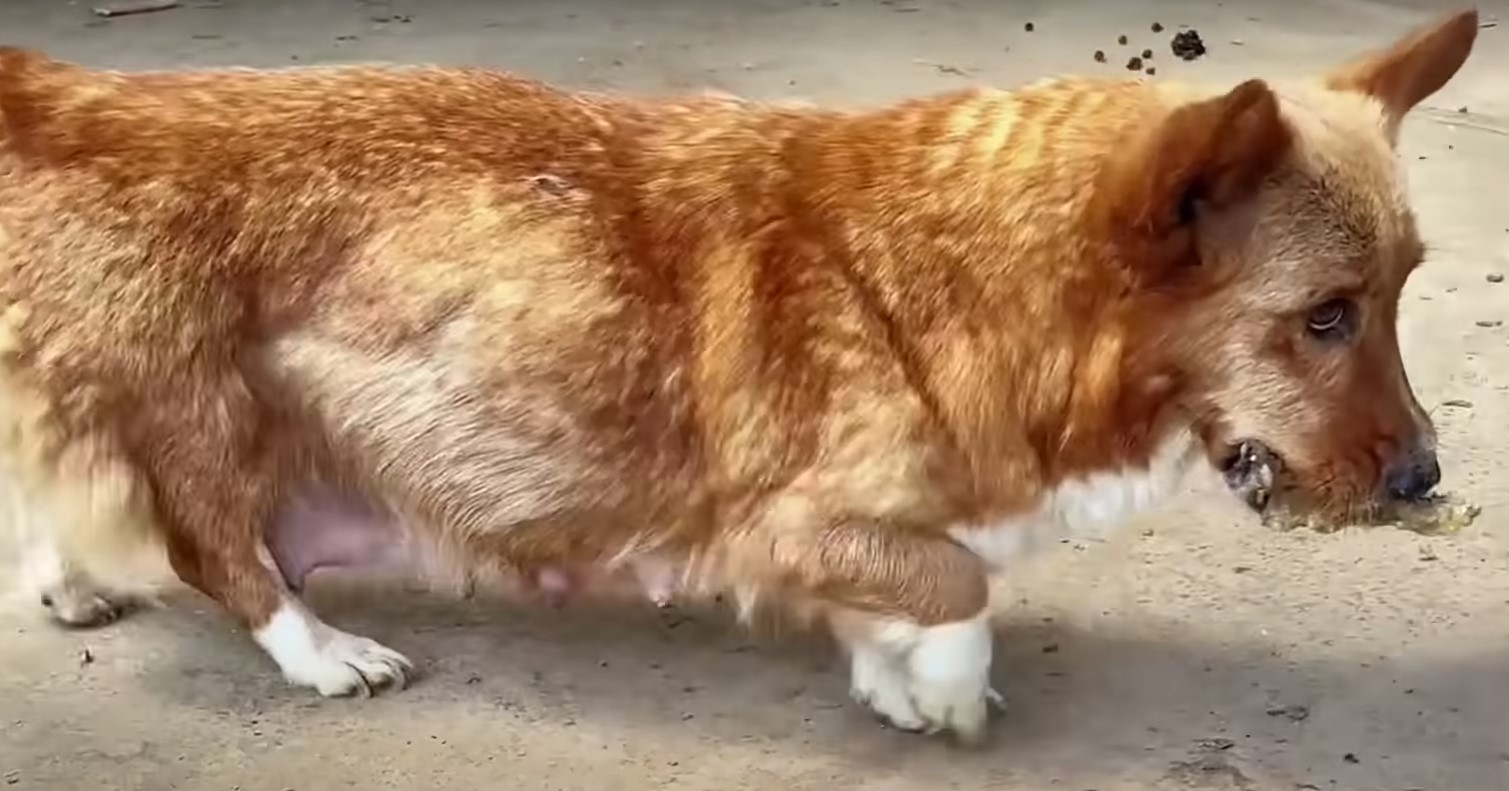 Witness the Unbreakable Bond of a Desperate Mother Dog's Plea