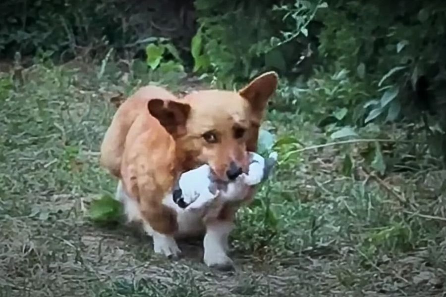 Witness the Unbreakable Bond of a Desperate Mother Dog's Plea