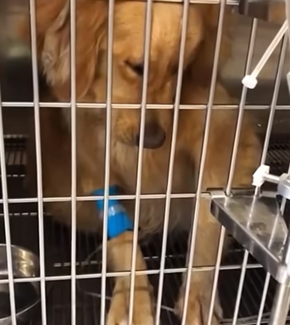 A Stray Dog's Plea: The Unexpected Journey from Desperation to Joy