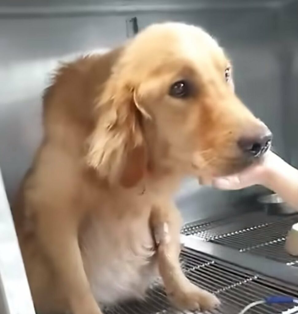 A Stray Dog's Plea: The Unexpected Journey from Desperation to Joy