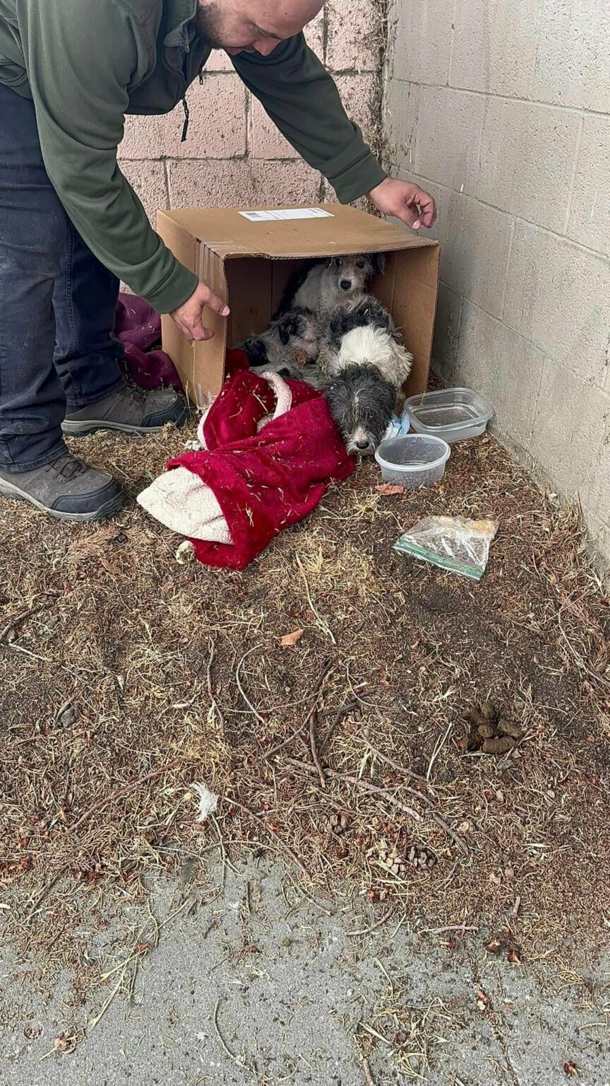 Rescued from Despair: A Small Dog Family's Incredible Journey to Safety
