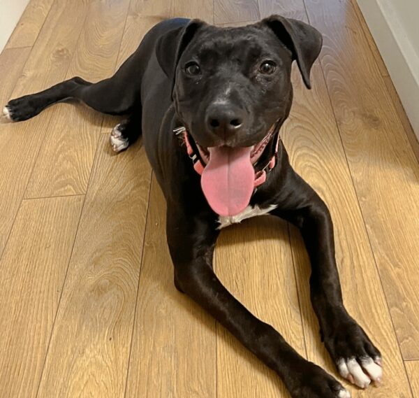 This Dog Was Rejected Eight Times—Will She Ever Find Love?