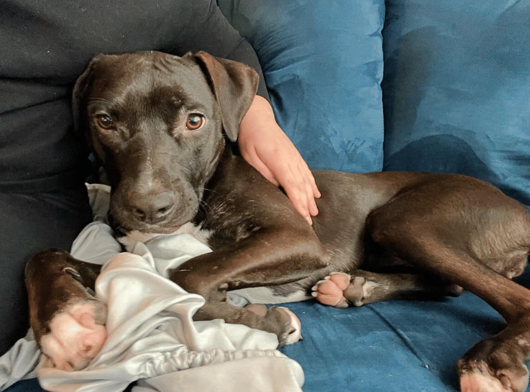 This Dog Was Rejected Eight Times—Will She Ever Find Love?