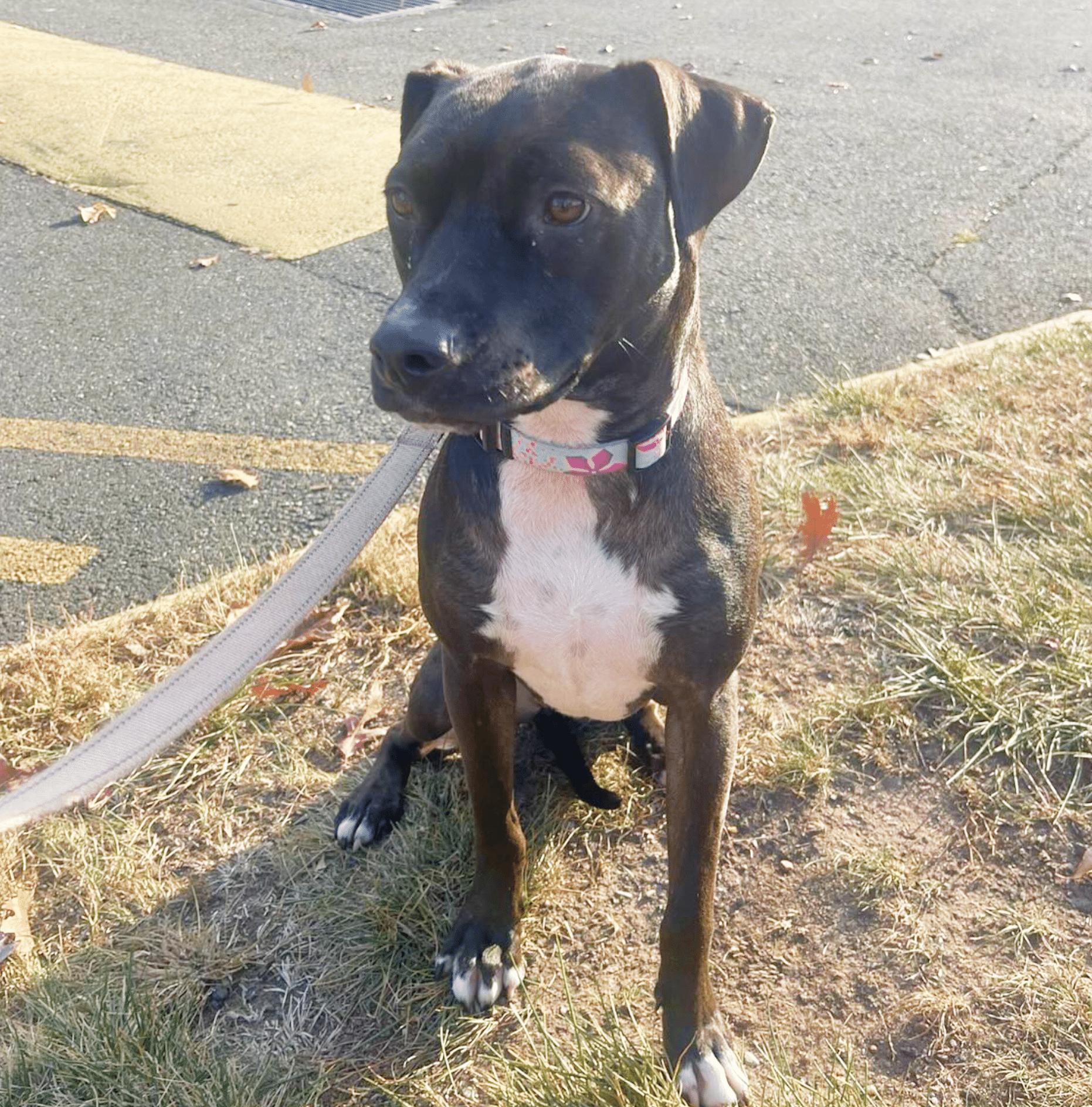 This Dog Was Rejected Eight Times—Will She Ever Find Love?